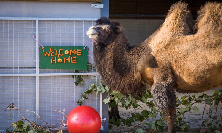 Hump, hump, hooray – it’s a new house for the Woburn camels ...
