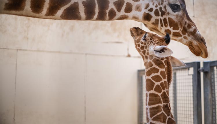 Towering new arrival at ZSL Whipsnade Zoo - Experience Bedfordshire